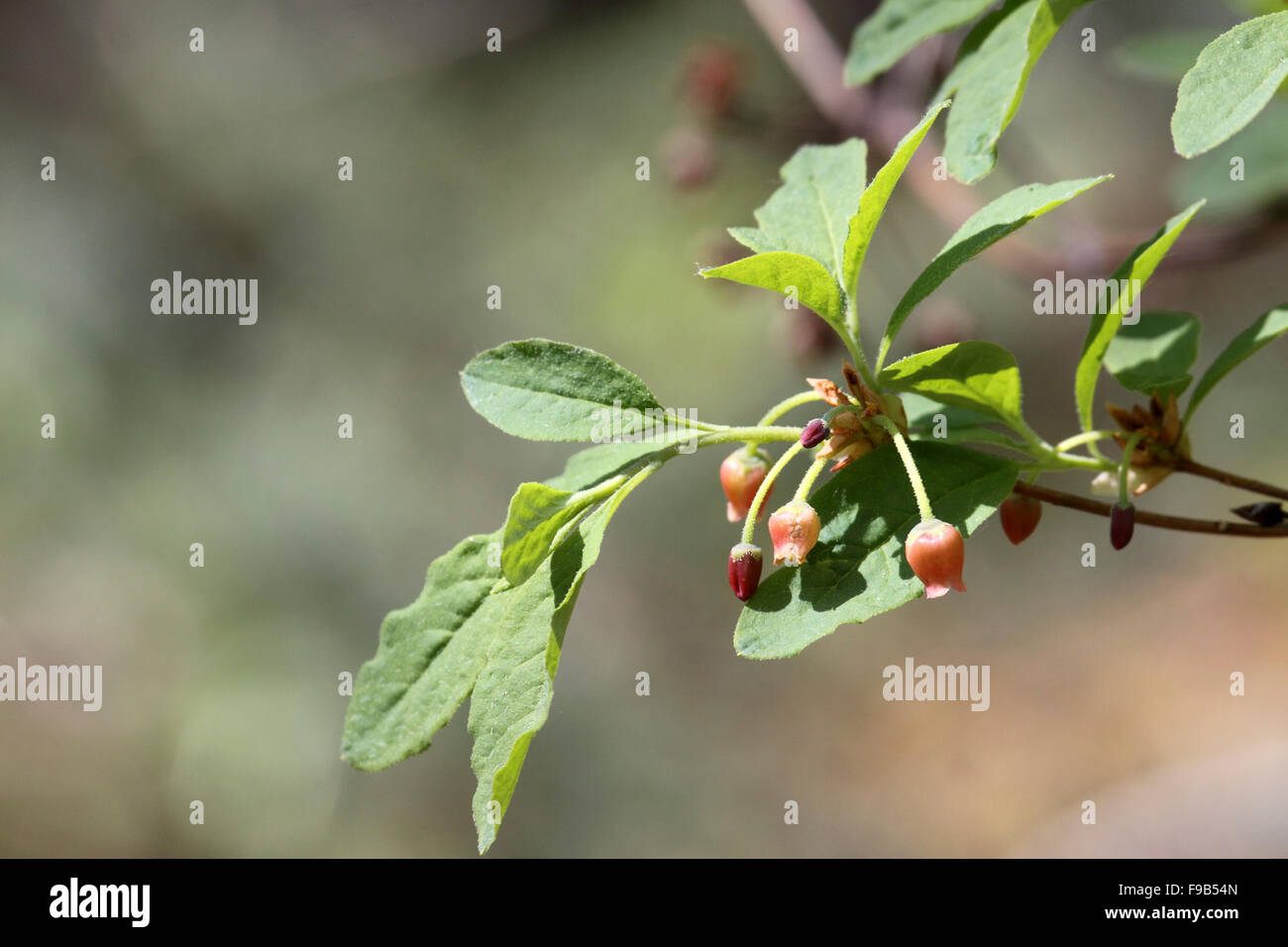 Menziezia hi-res stock photography and images - Alamy