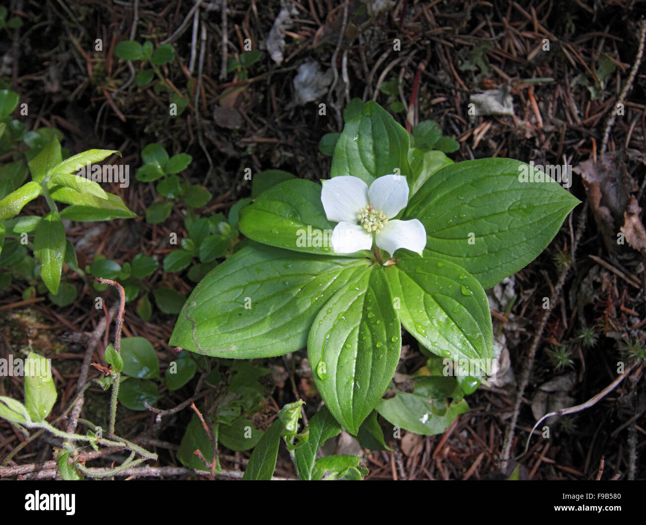 Bunchberry cornus canadensis hi-res stock photography and images - Alamy