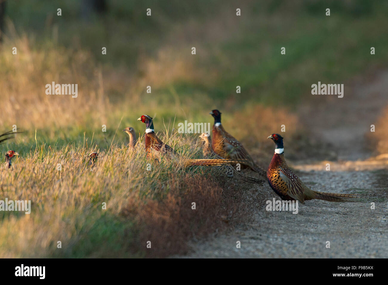 Flock of wild Ringnecked Pheasants in North Dakota Stock Photo - Alamy