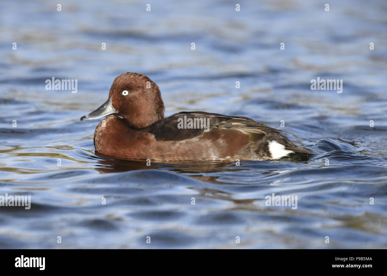 Ferruginous Duck - Aythya ferruginea Stock Photo - Alamy