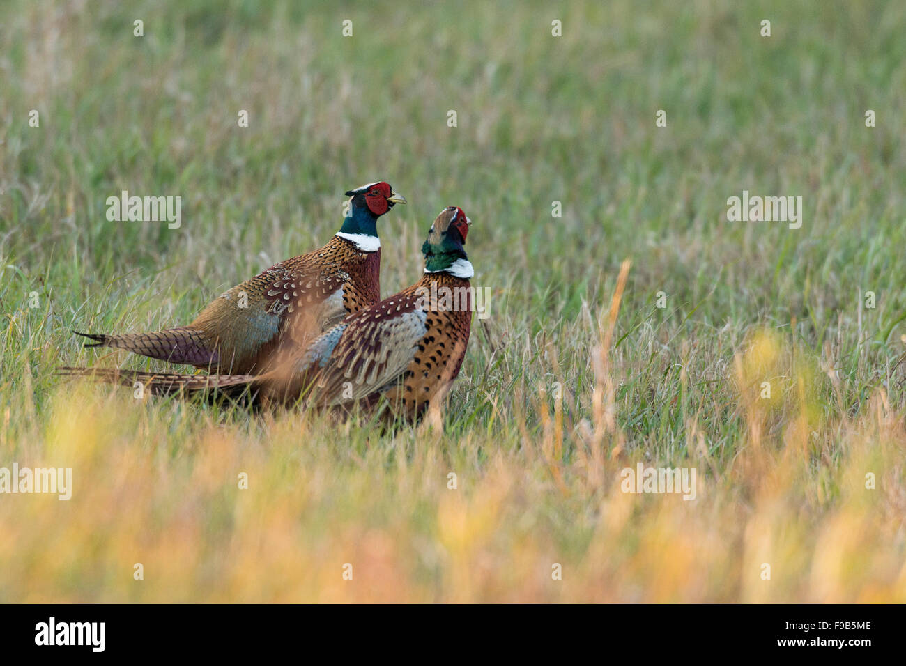 Flock of wild Ringnecked Pheasants in North Dakota Stock Photo - Alamy