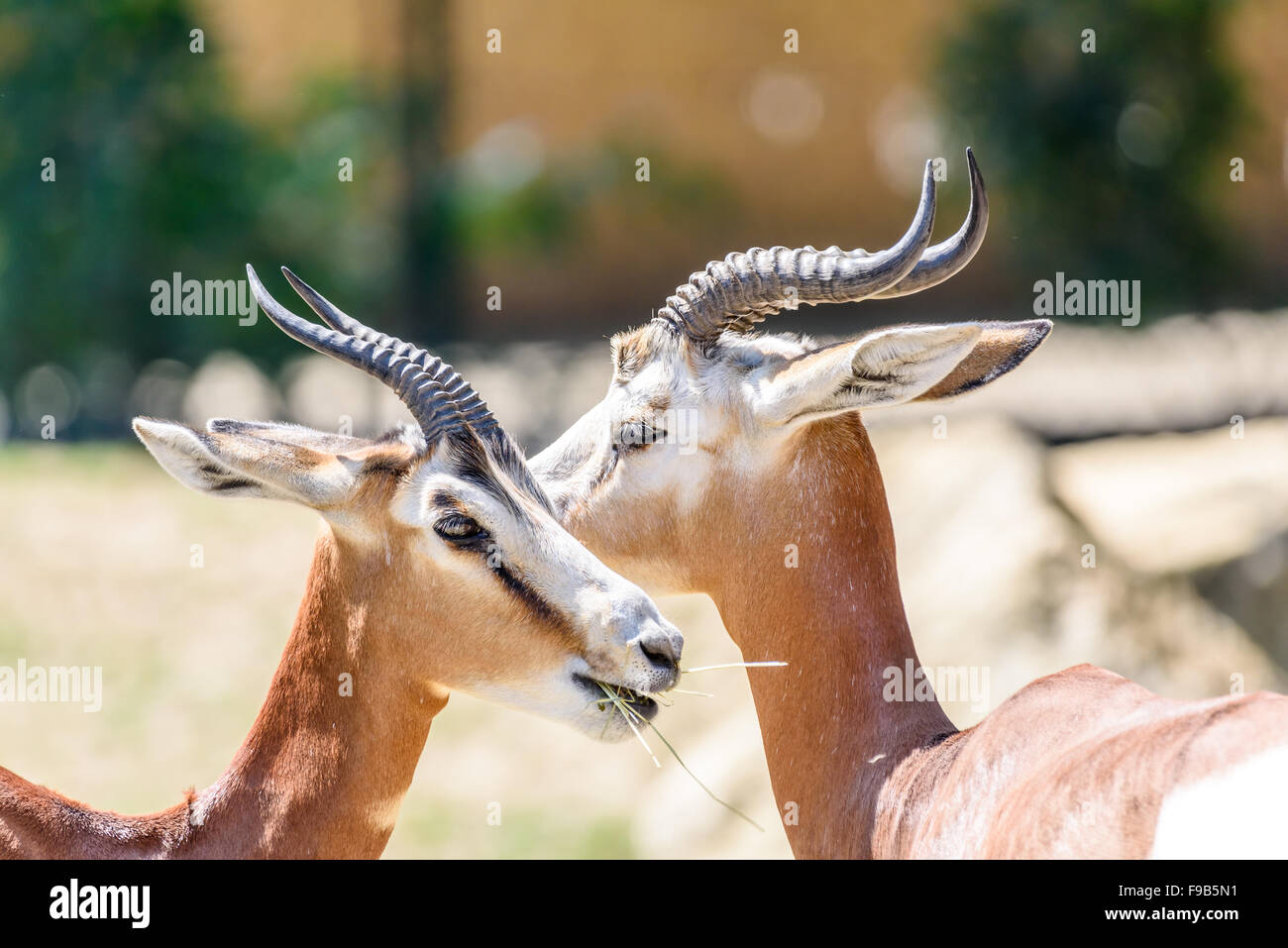 Wild Gazelles On Savannah In National Park Stock Photo - Alamy