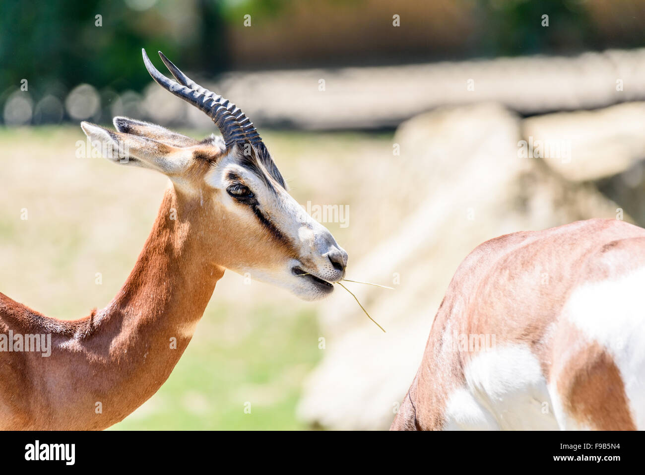 Wild Gazelles On Savannah In National Park Stock Photo - Alamy