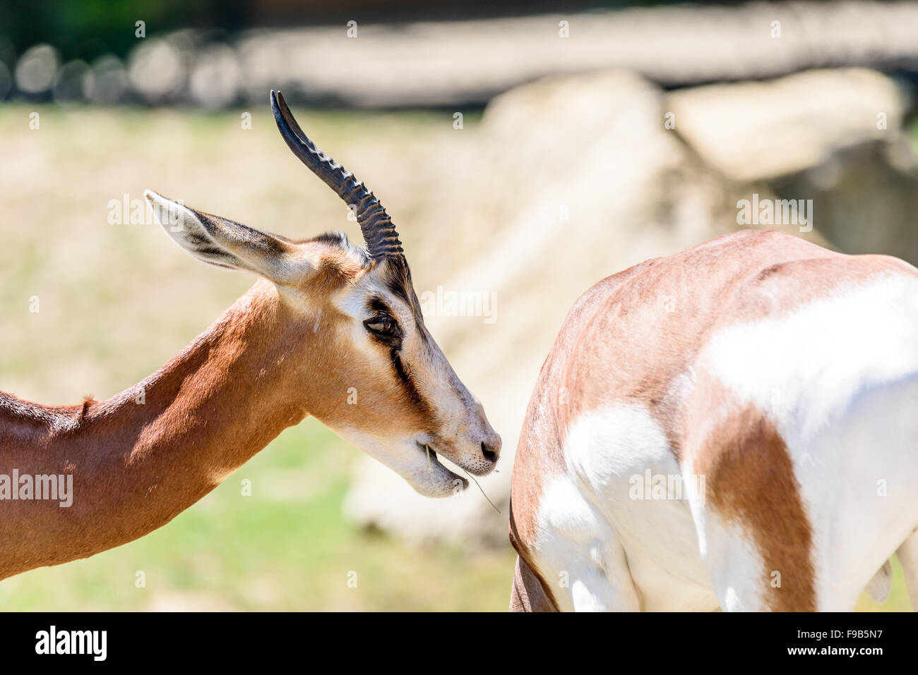 African gazelles hi-res stock photography and images - Alamy