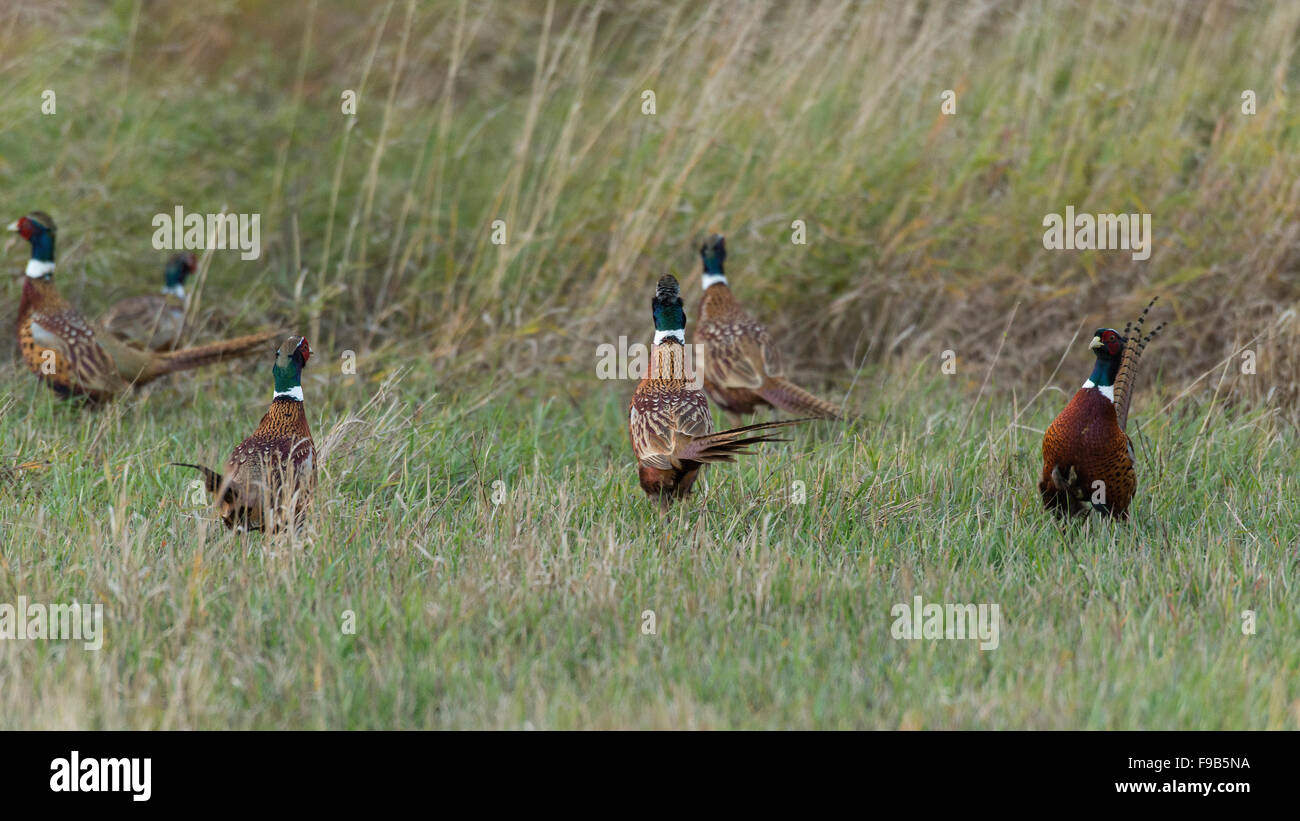 Flock of wild Ringnecked Pheasants in North Dakota Stock Photo - Alamy