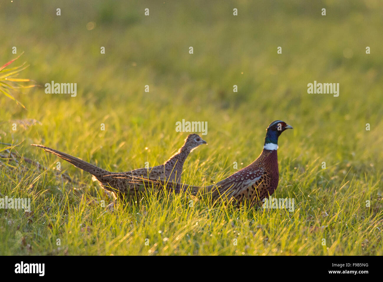 Image Result For Flock Of Pheasants In Flight Pheasant