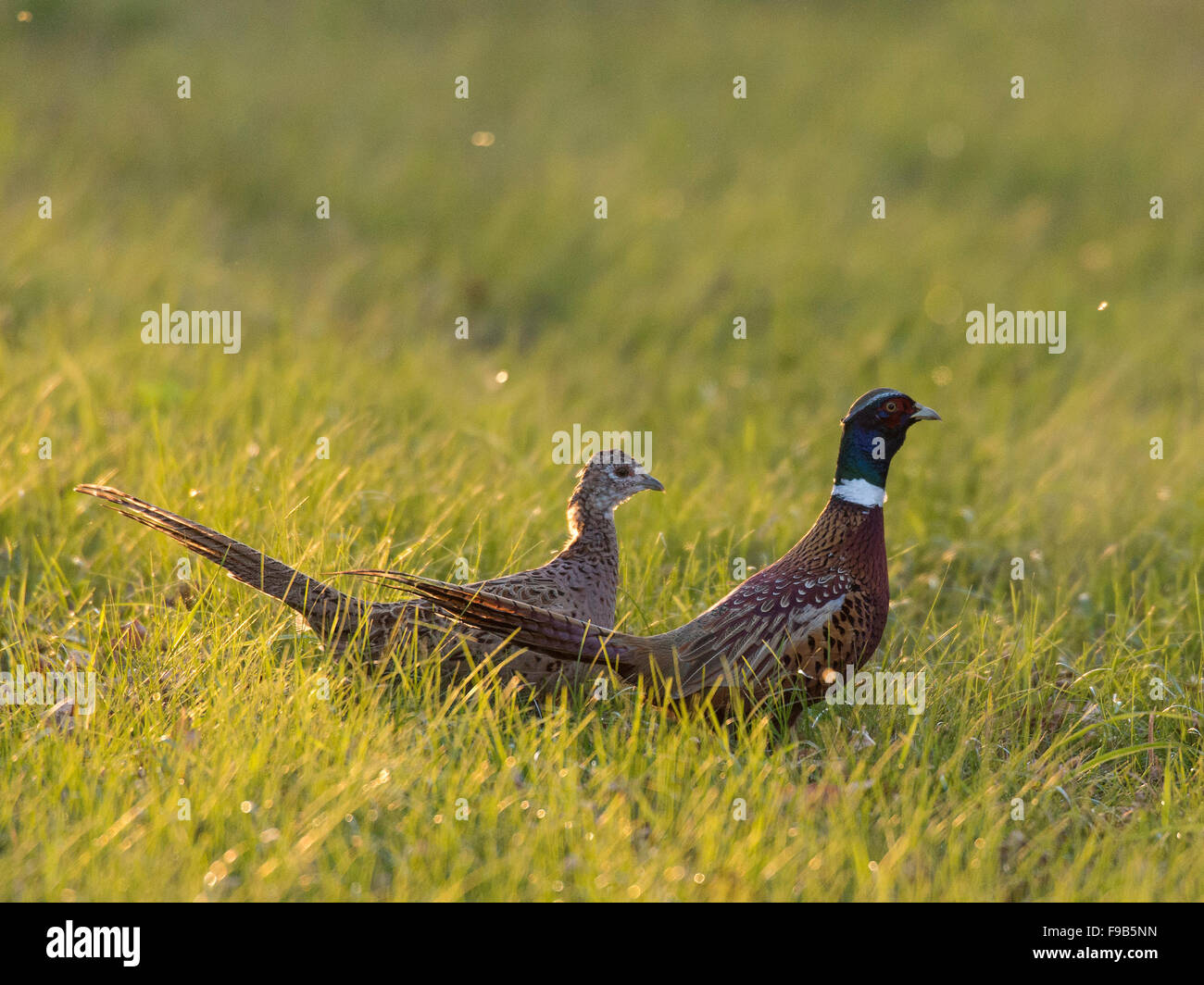 Image Result For Flock Of Pheasants In Flight Pheasant