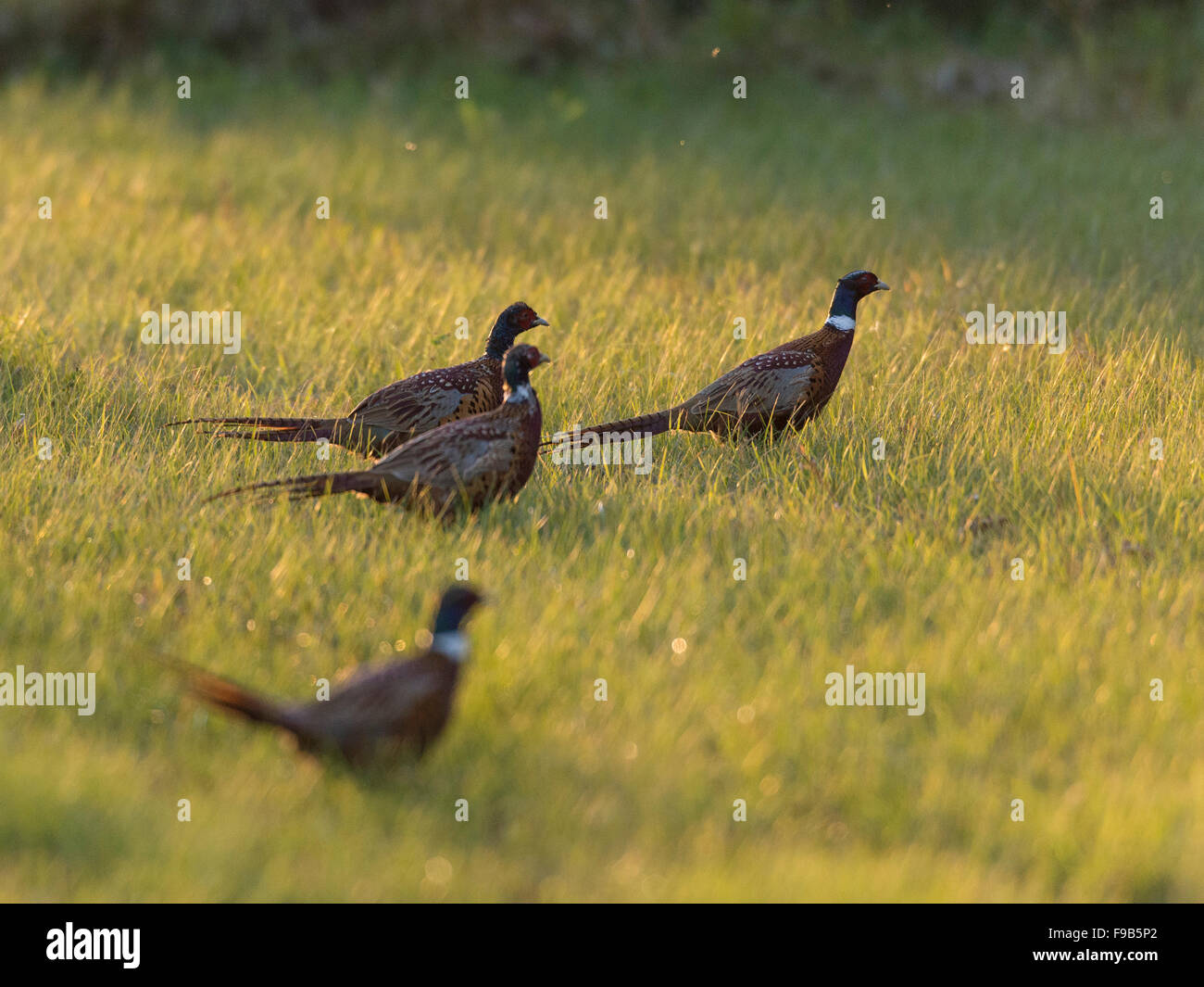 Flock of wild Ringnecked Pheasants in North Dakota Stock Photo - Alamy