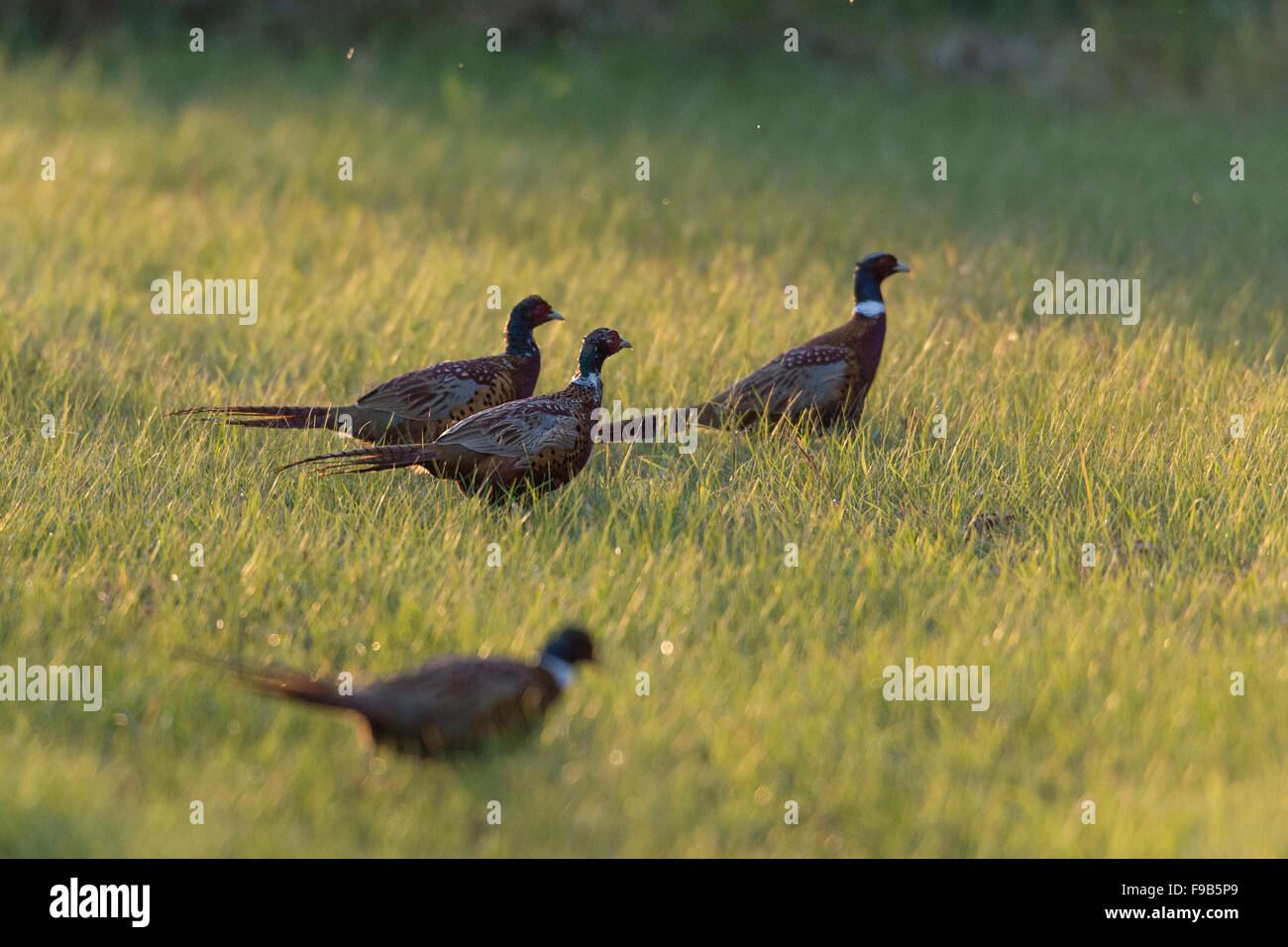Flock of wild Ringnecked Pheasants in North Dakota Stock Photo - Alamy