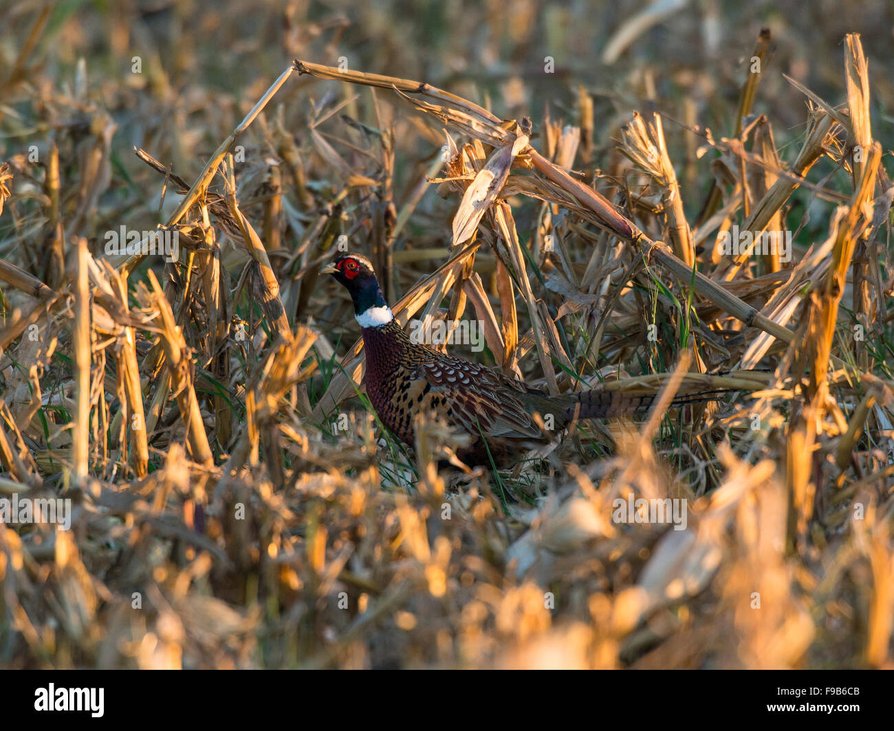 Wild Ringneck Pheasants in South Dakota Stock Photo - Alamy