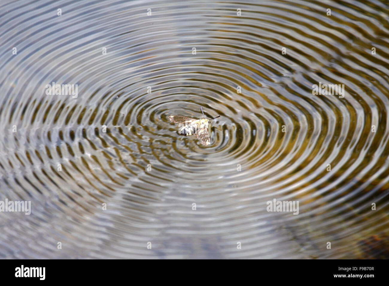 Drowning clearwing moth making ripples on water of creek in Canada ...