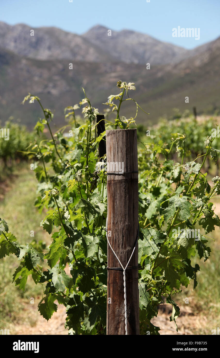 Grape vines growing at Stellenbosch in South Africa Stock Photo - Alamy