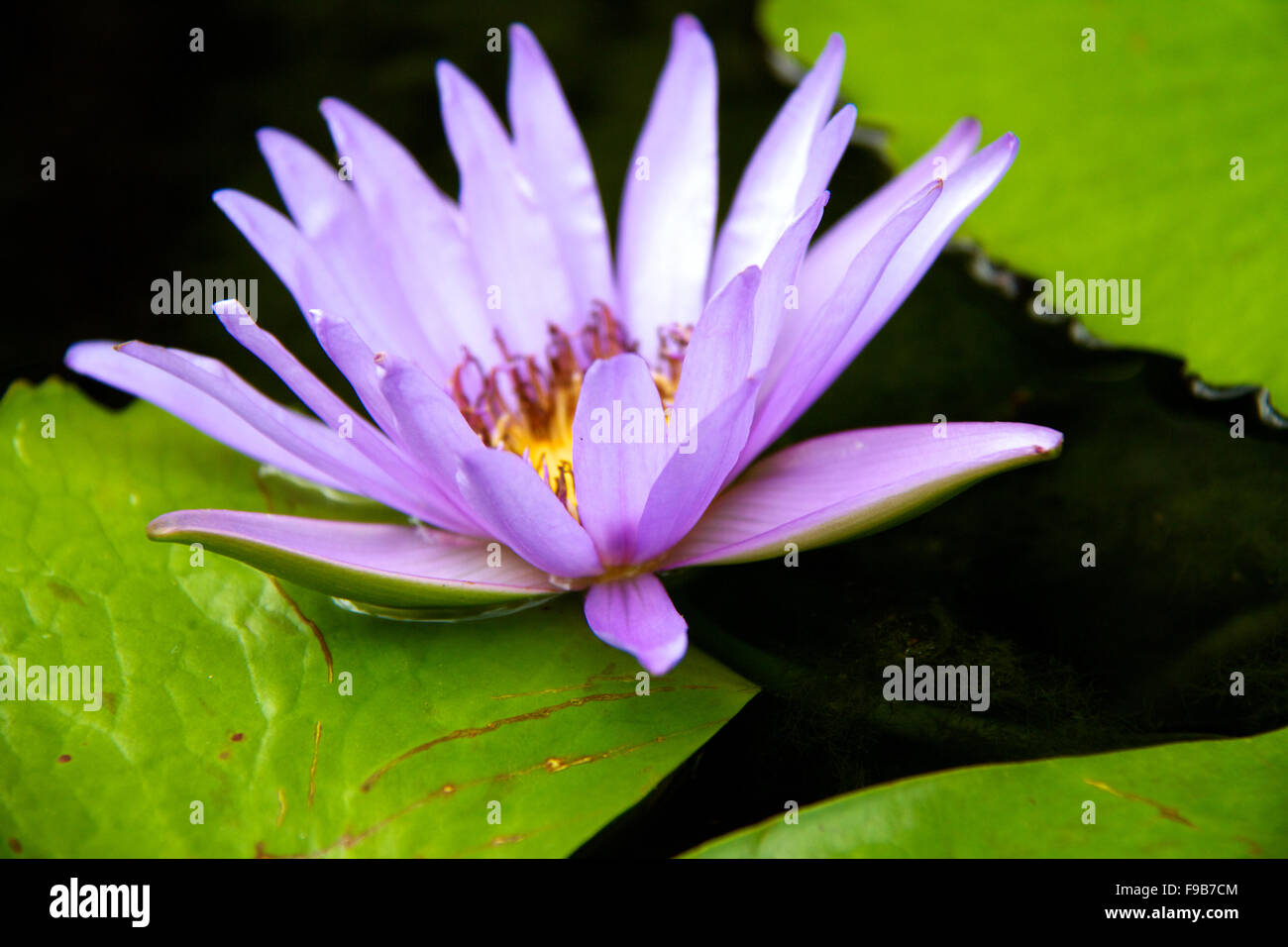 Beautiful Lotus Flower Stock Photo - Alamy