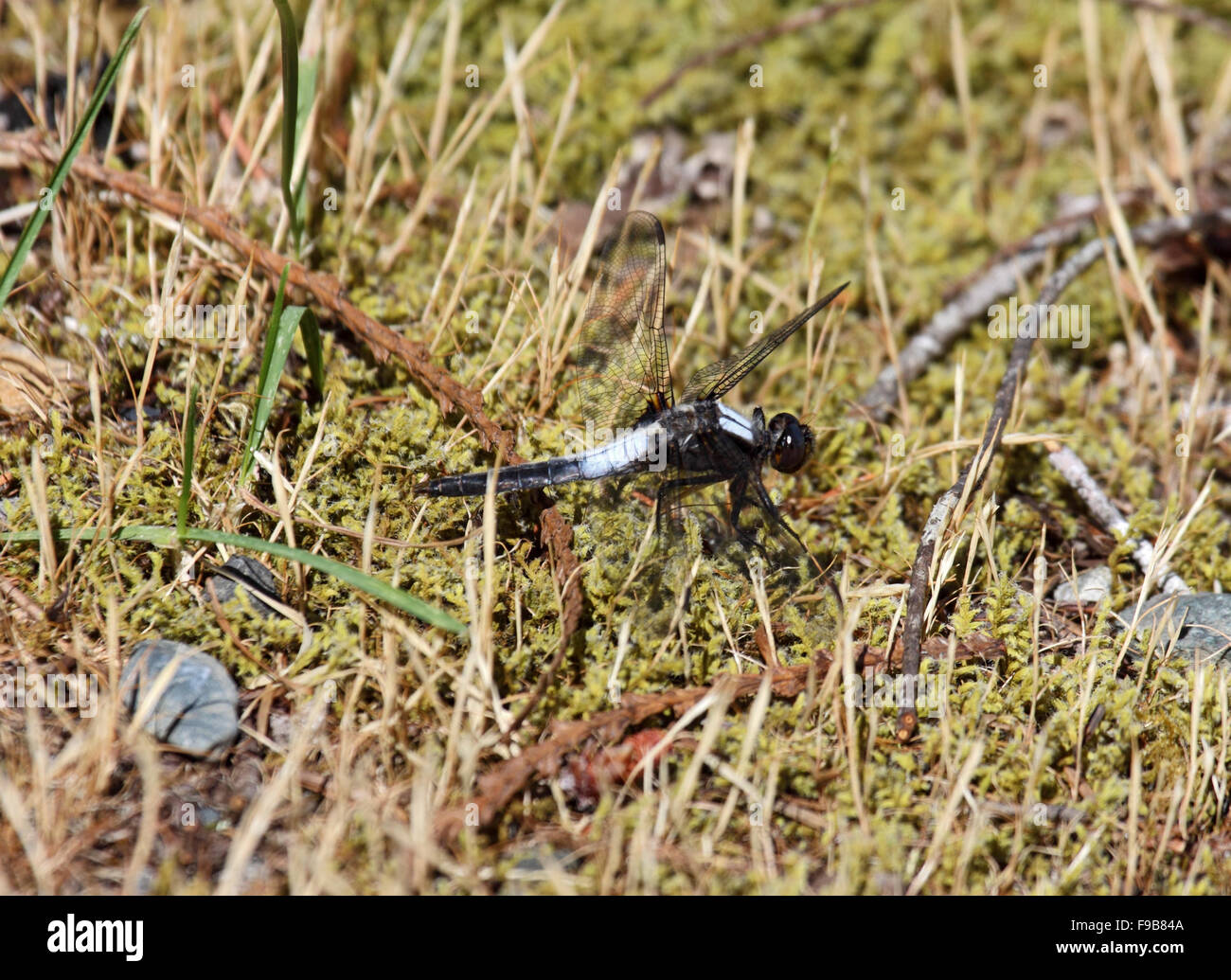Chalk fronted corporal dragonfly on Vancouver Island Stock Photo - Alamy