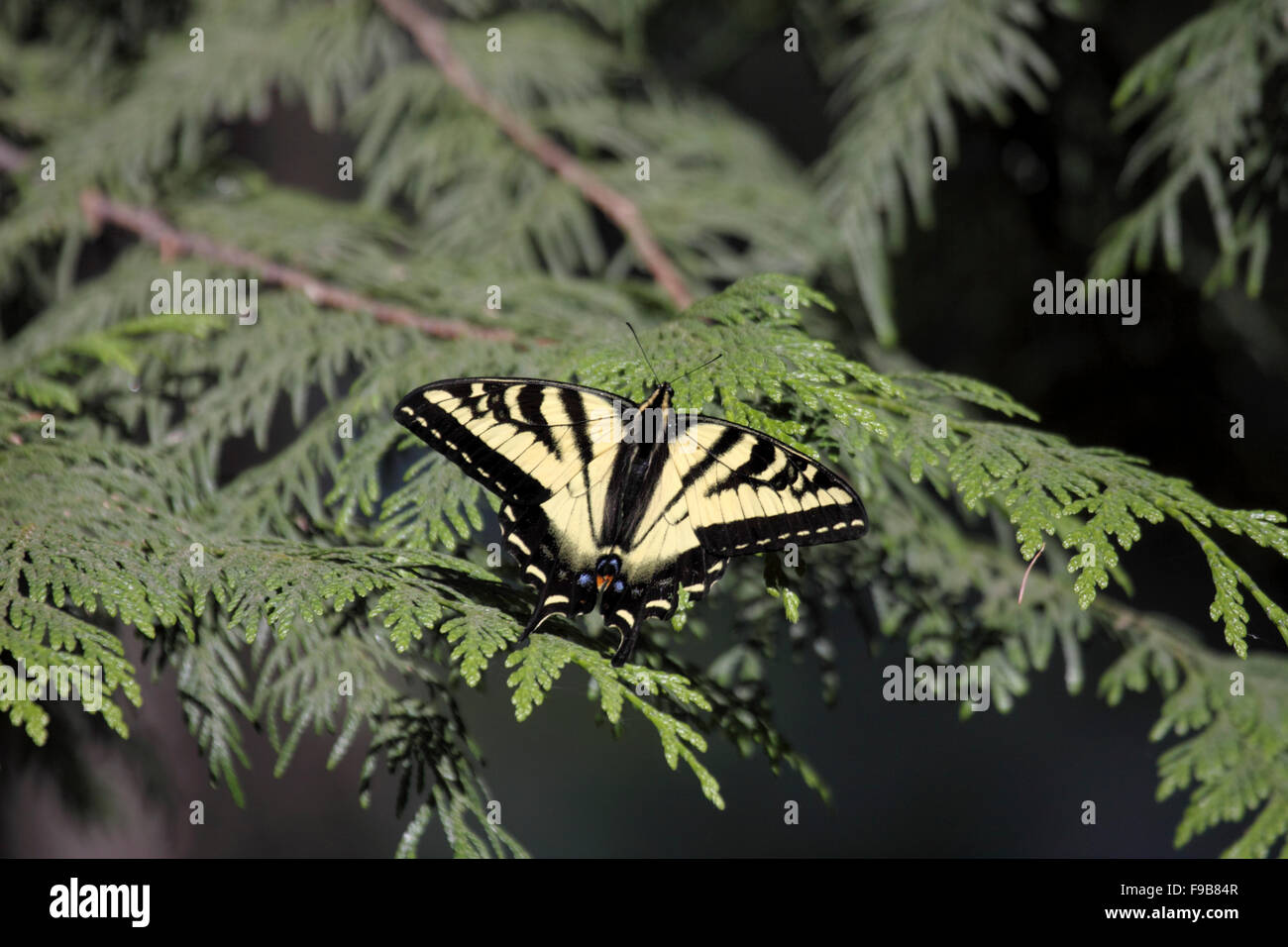 Canadian tiger swallowtail butterfly resting on foliage on Vancouver ...