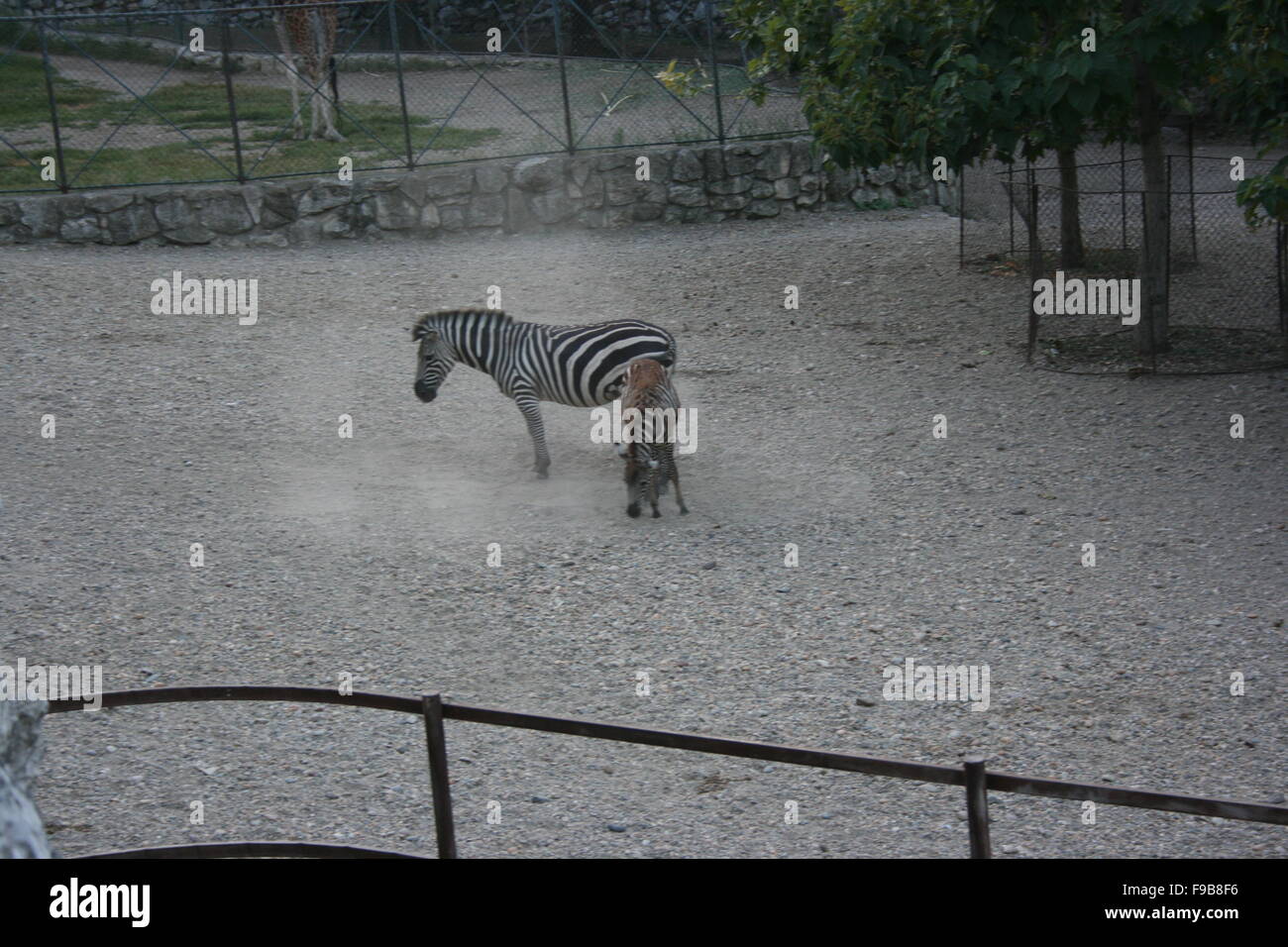 cork, zebra, zoo, meadow, neck, park, mammal, green, white, ireland ...