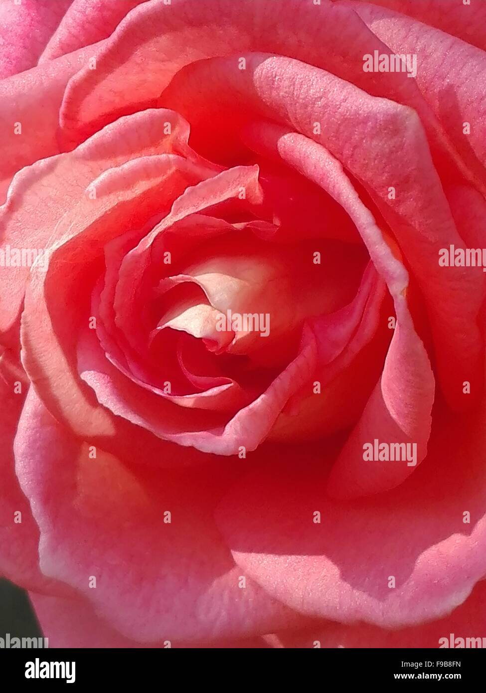 Close up photo of flower bud hi-res stock photography and images - Alamy