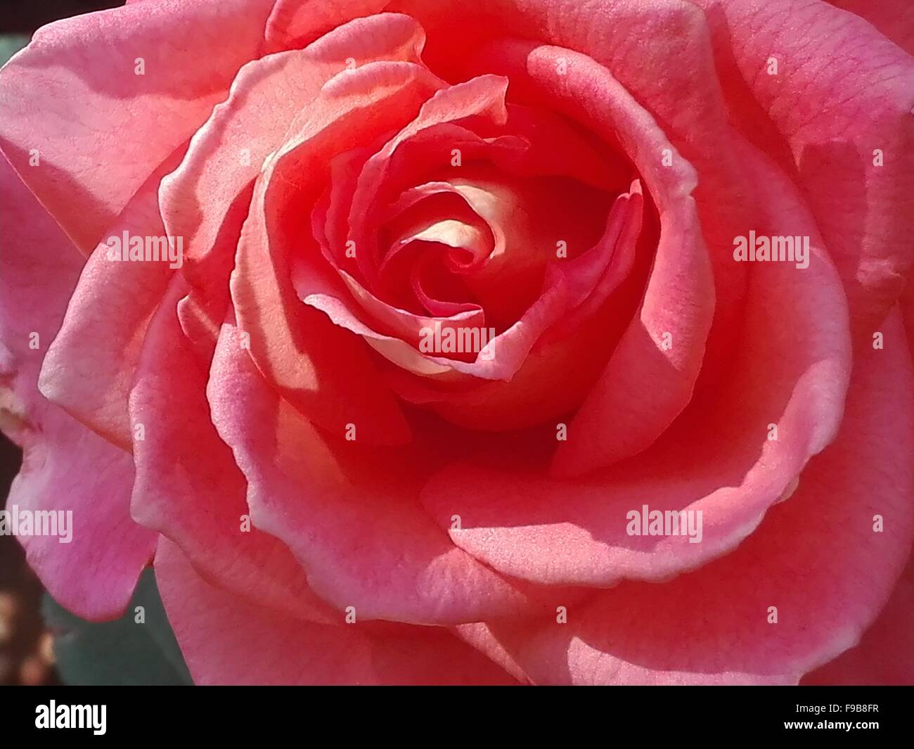 pink, roses, rose, red, background, flower, object, bud, closeup, photo ...