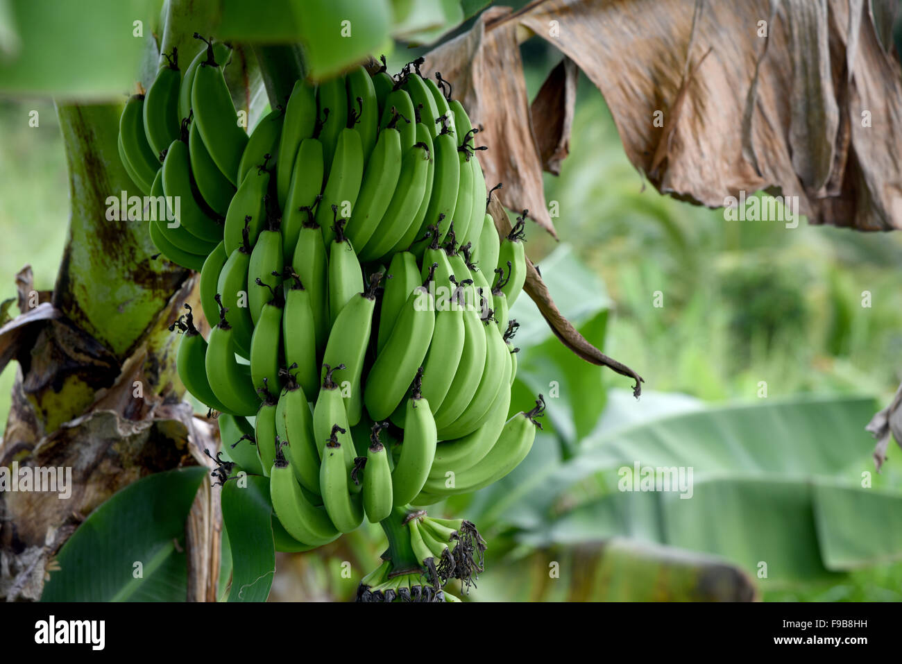 Bananas growing in Barbados in the West Indies Stock Photo - Alamy