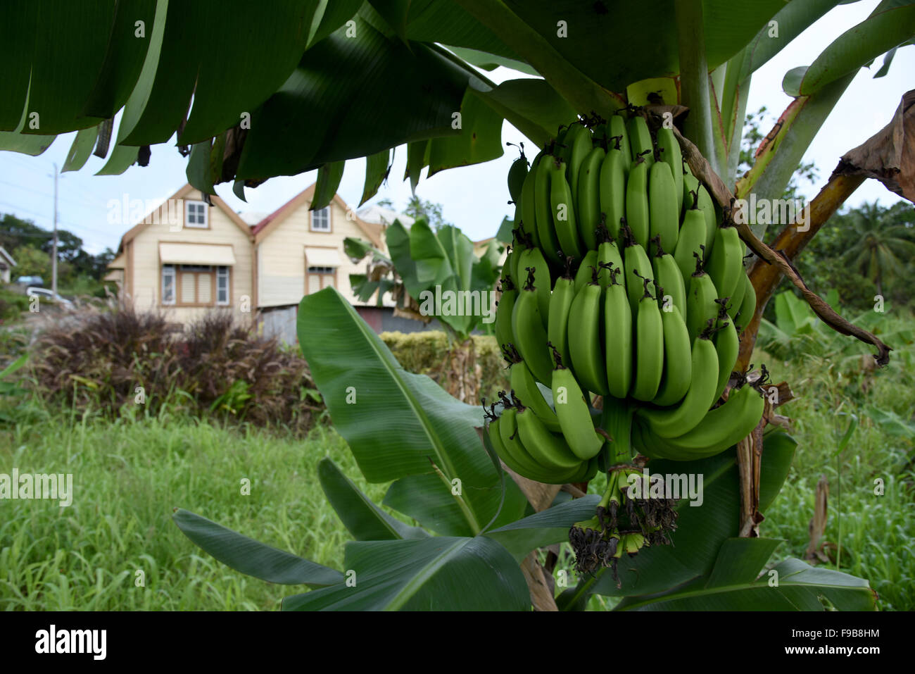 Banana plants in Barbados West Indies Caribbean Stock Photo - Alamy