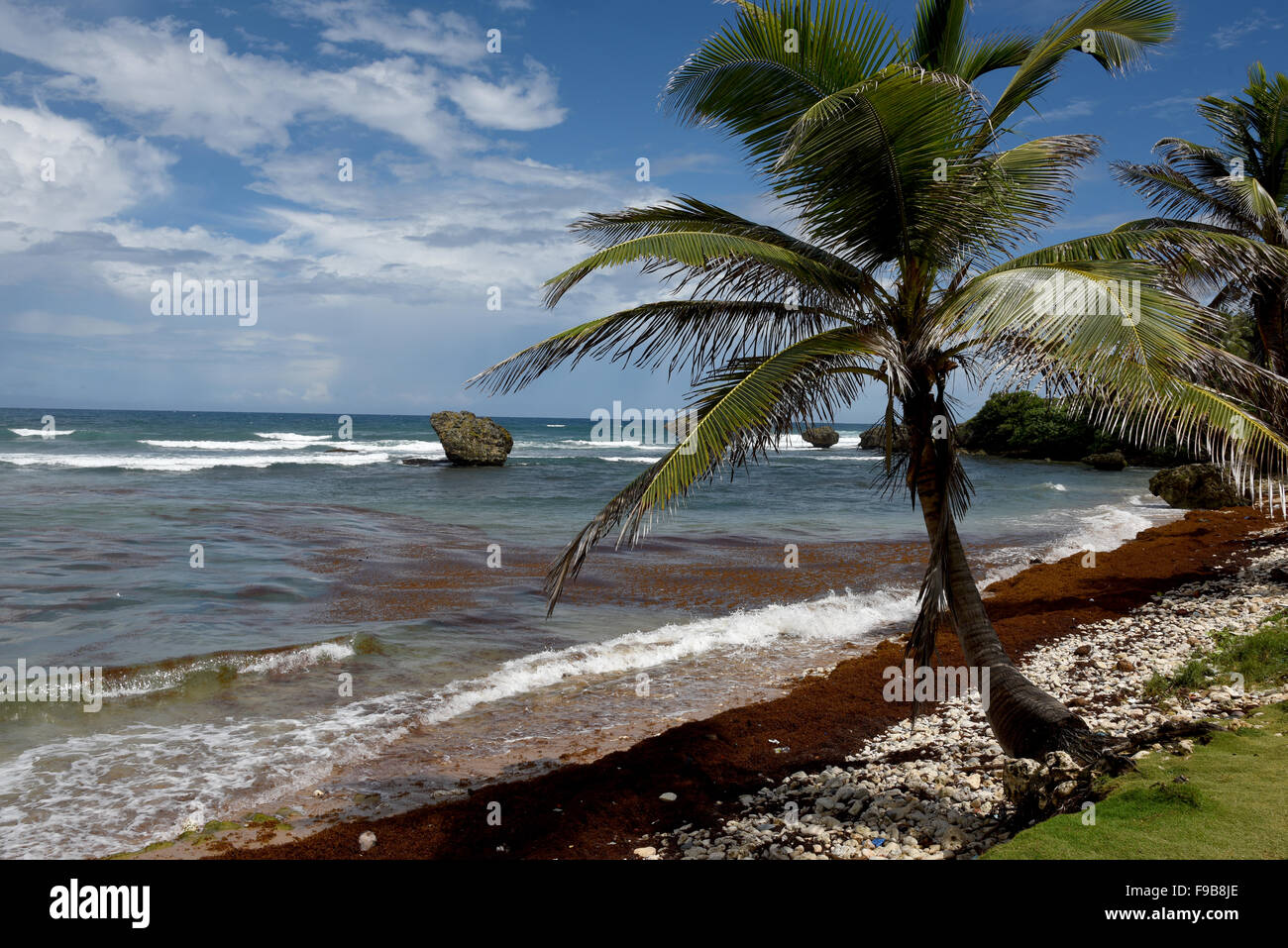 Bathsheba in Barbados in the parish of Saint Joseph Stock Photo - Alamy