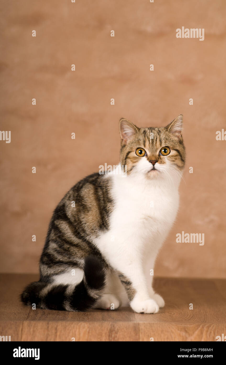 Scottish cat portrait Stock Photo - Alamy