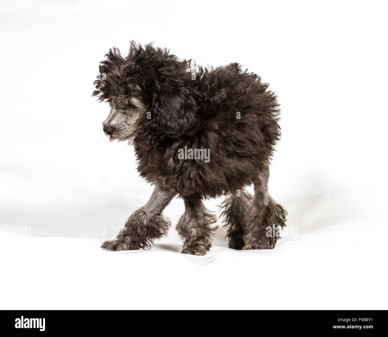Poodle in front of white background Stock Photo - Alamy