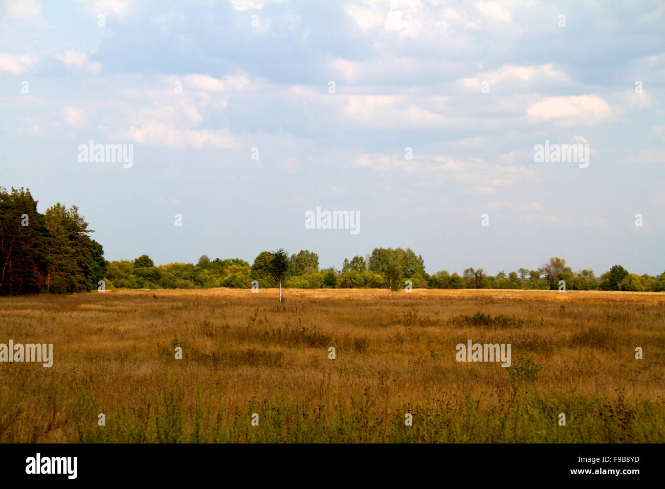 grass valley in forest during summer Stock Photo - Alamy