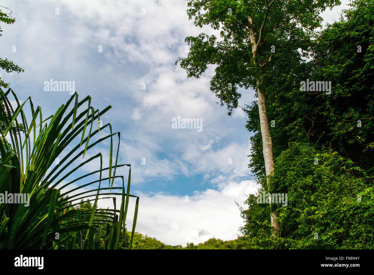 Beautiful rain forest Stock Photo - Alamy