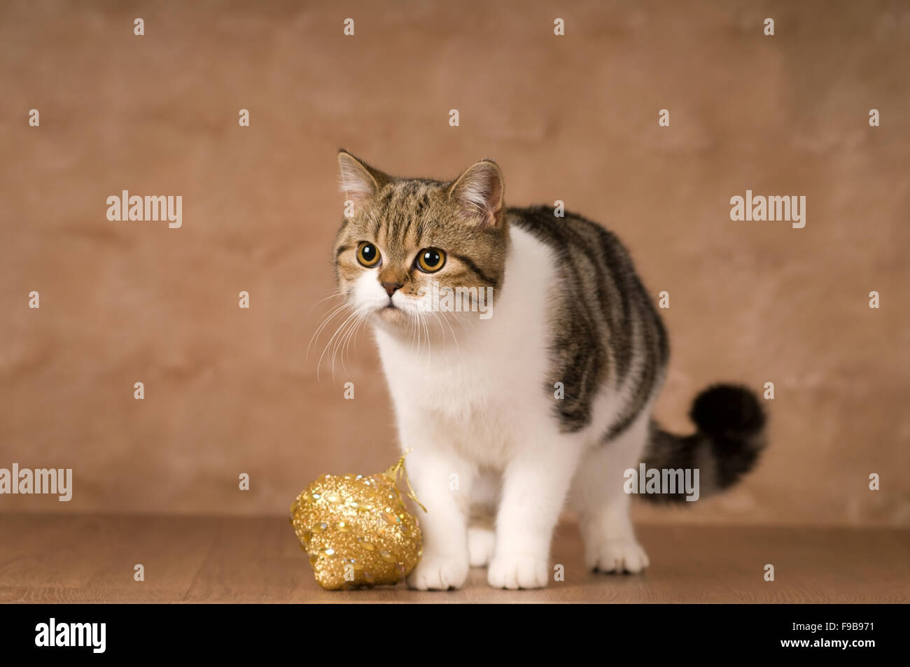 Scottish cat portrait Stock Photo - Alamy