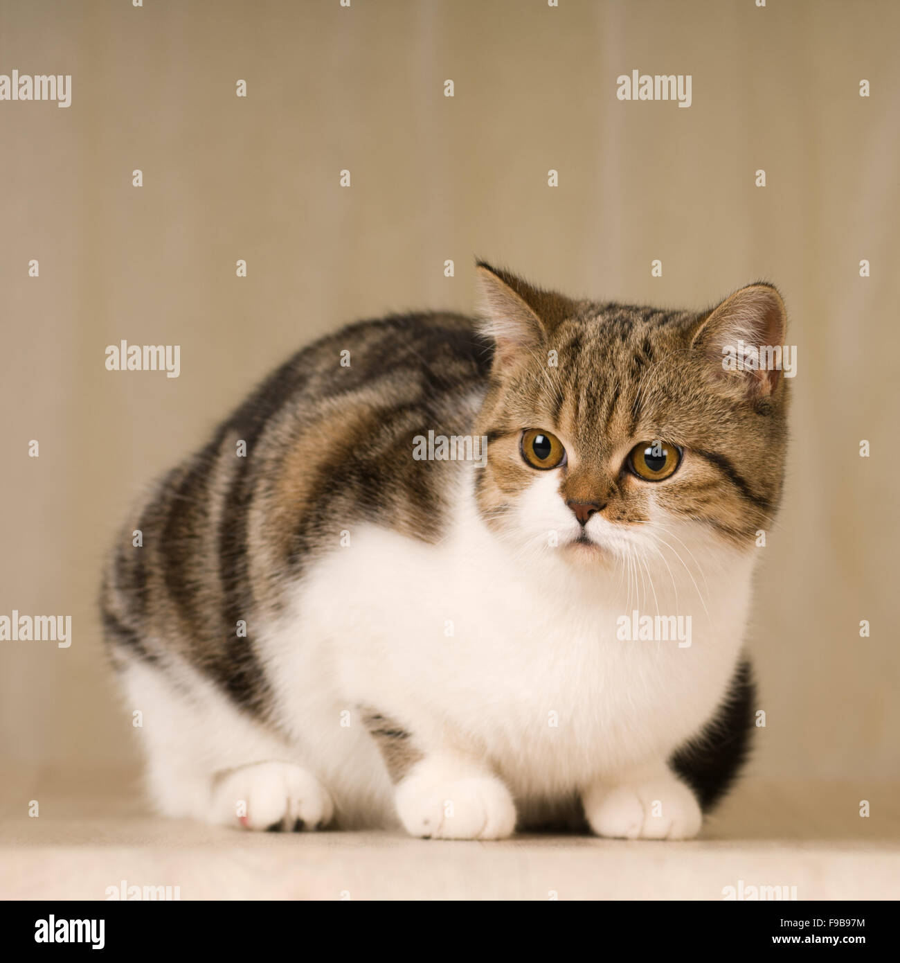 Scottish cat portrait Stock Photo - Alamy
