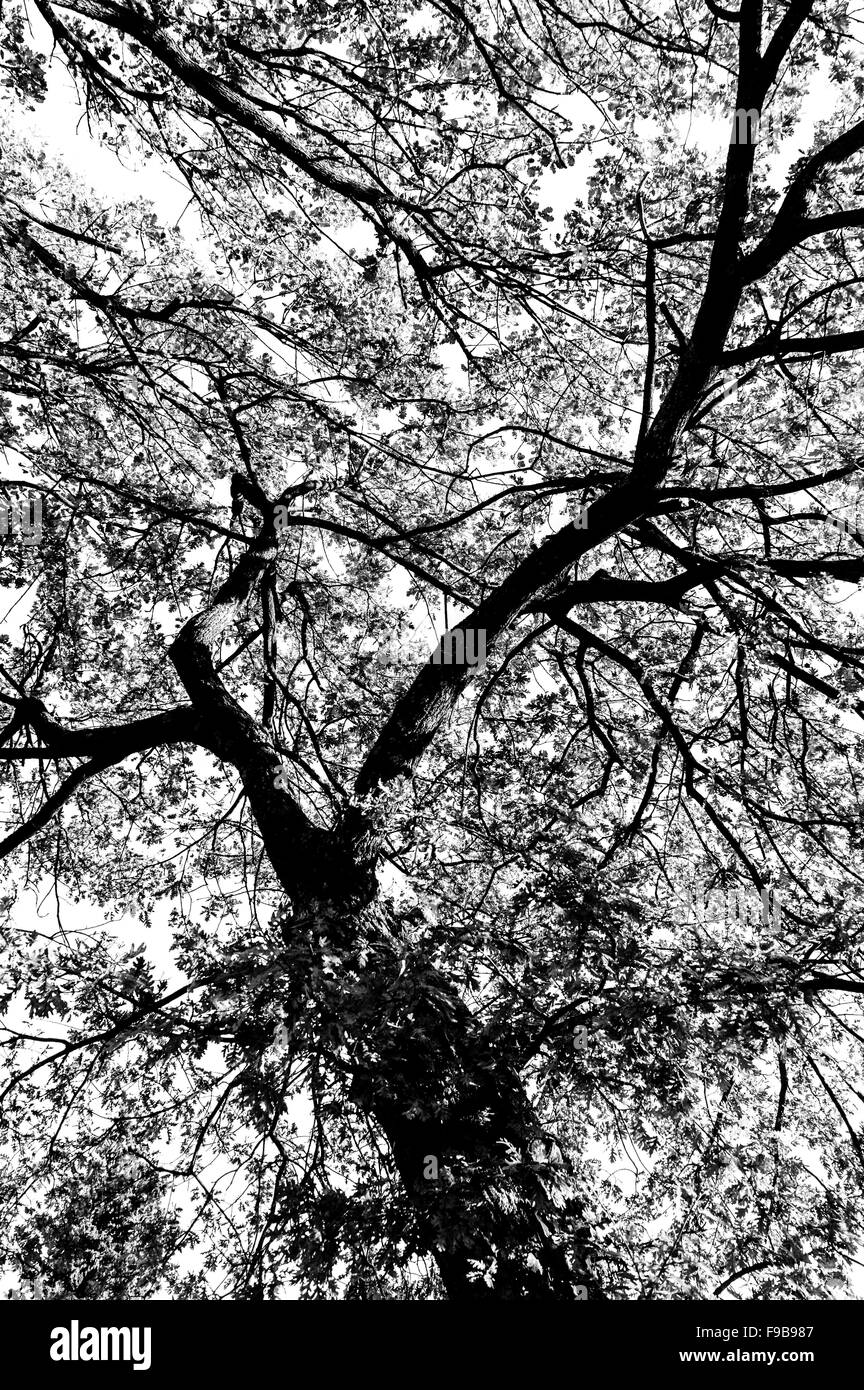 Autumn early Black and White Stock Photos & Images - Alamy