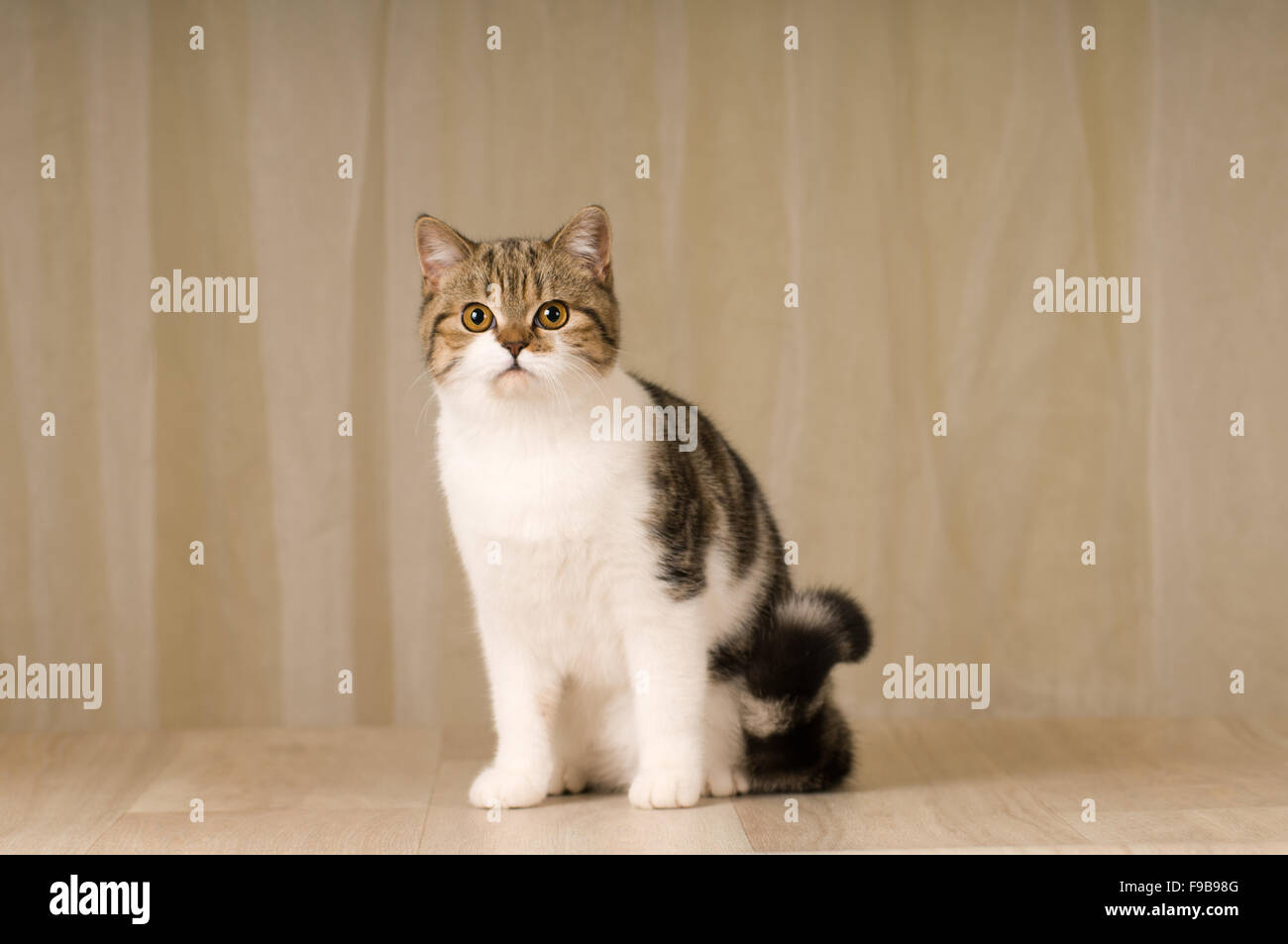 Scottish cat portrait Stock Photo - Alamy