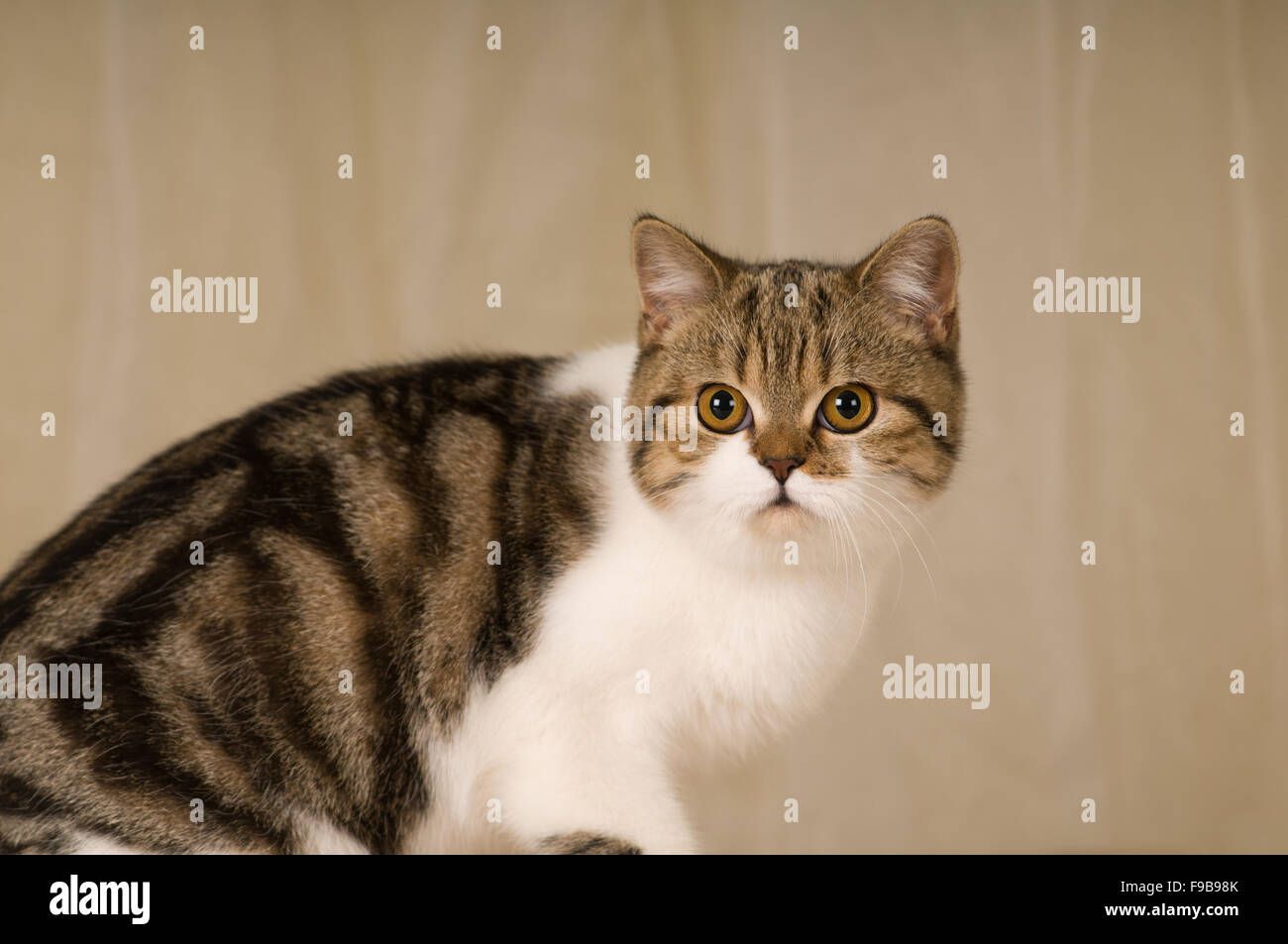 Scottish kitty hi-res stock photography and images - Alamy