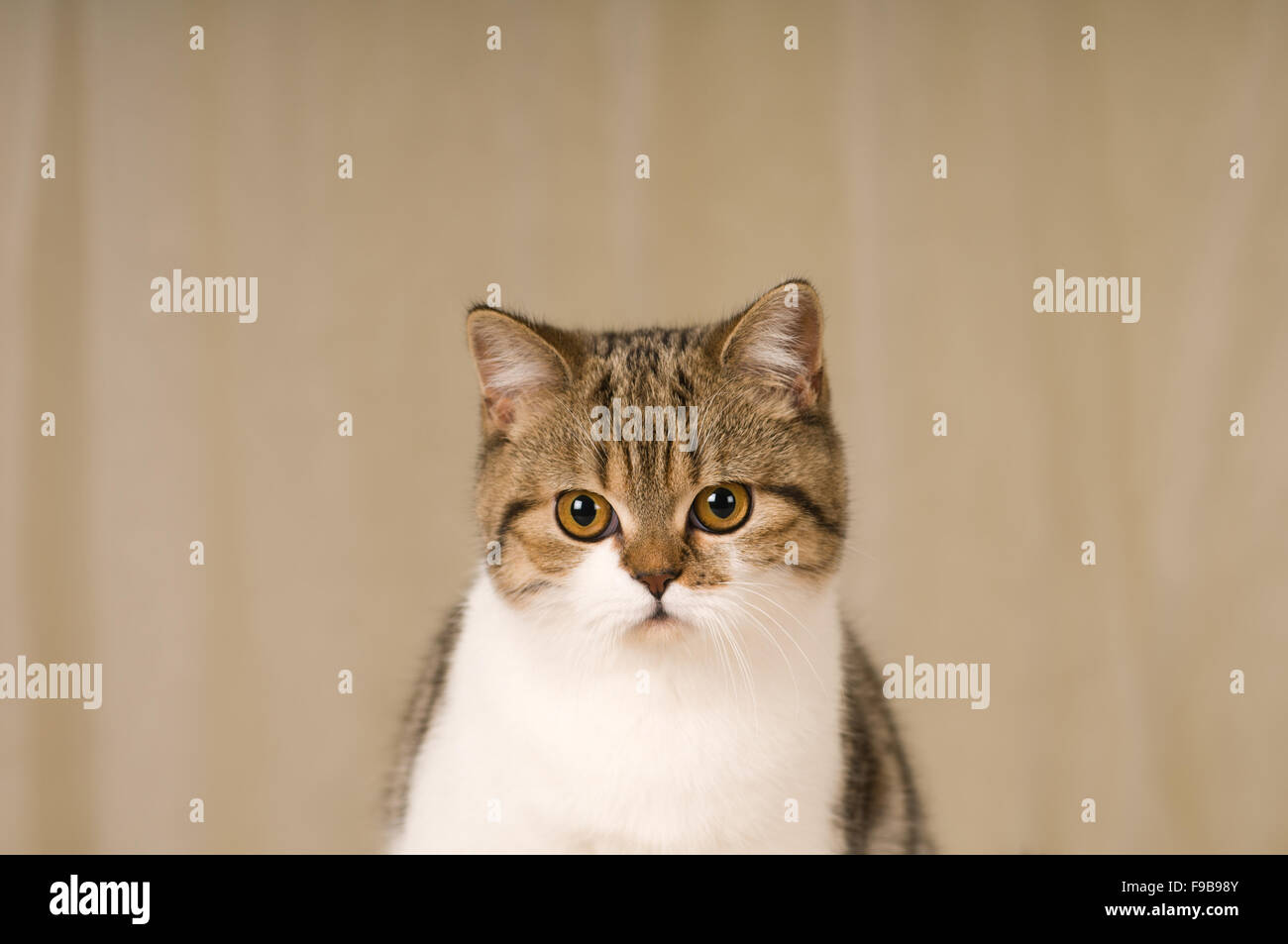Scottish cat portrait Stock Photo - Alamy