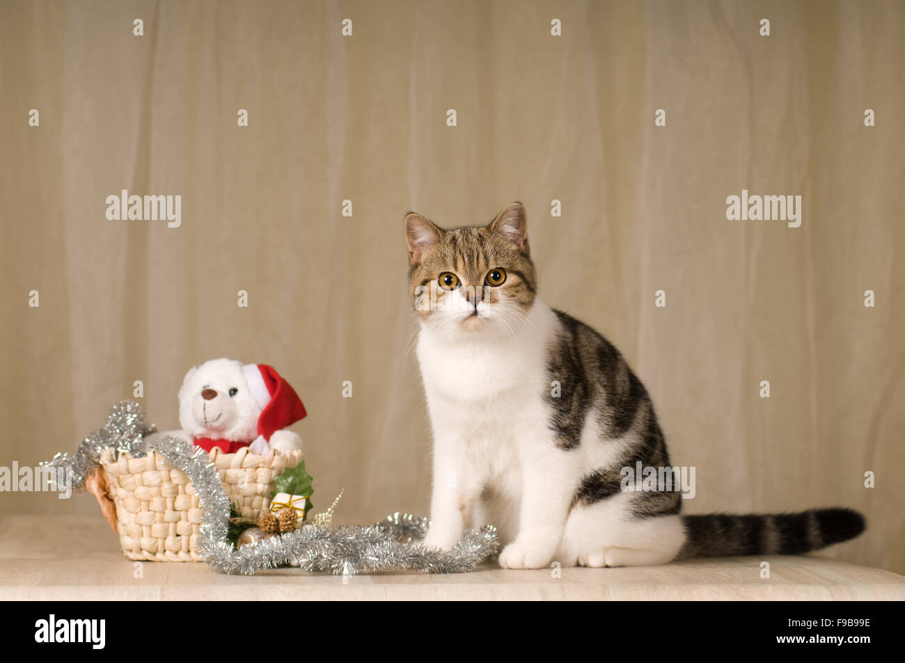 Scottish cat portrait Stock Photo - Alamy