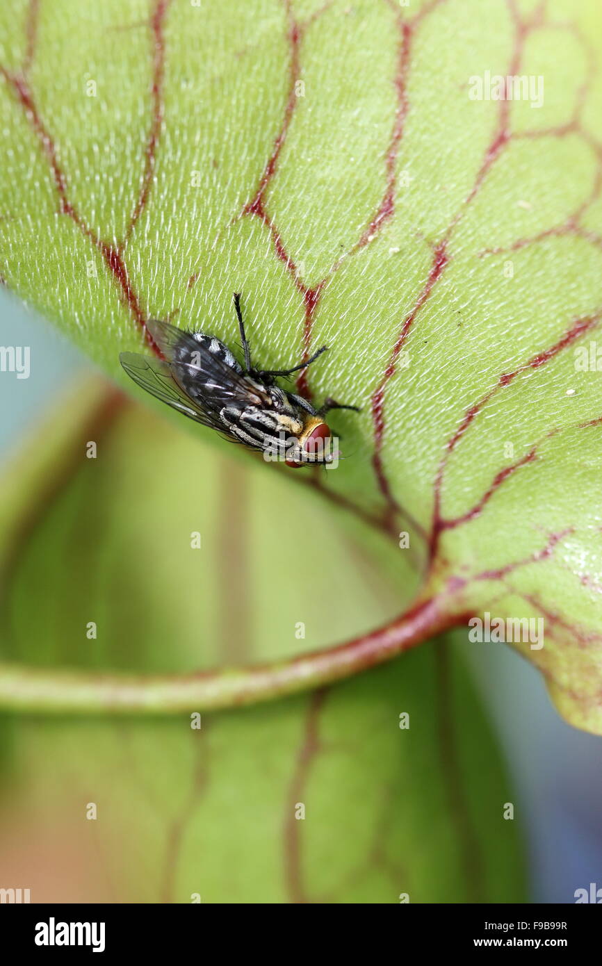 Fly on pitcher plant Stock Photo - Alamy