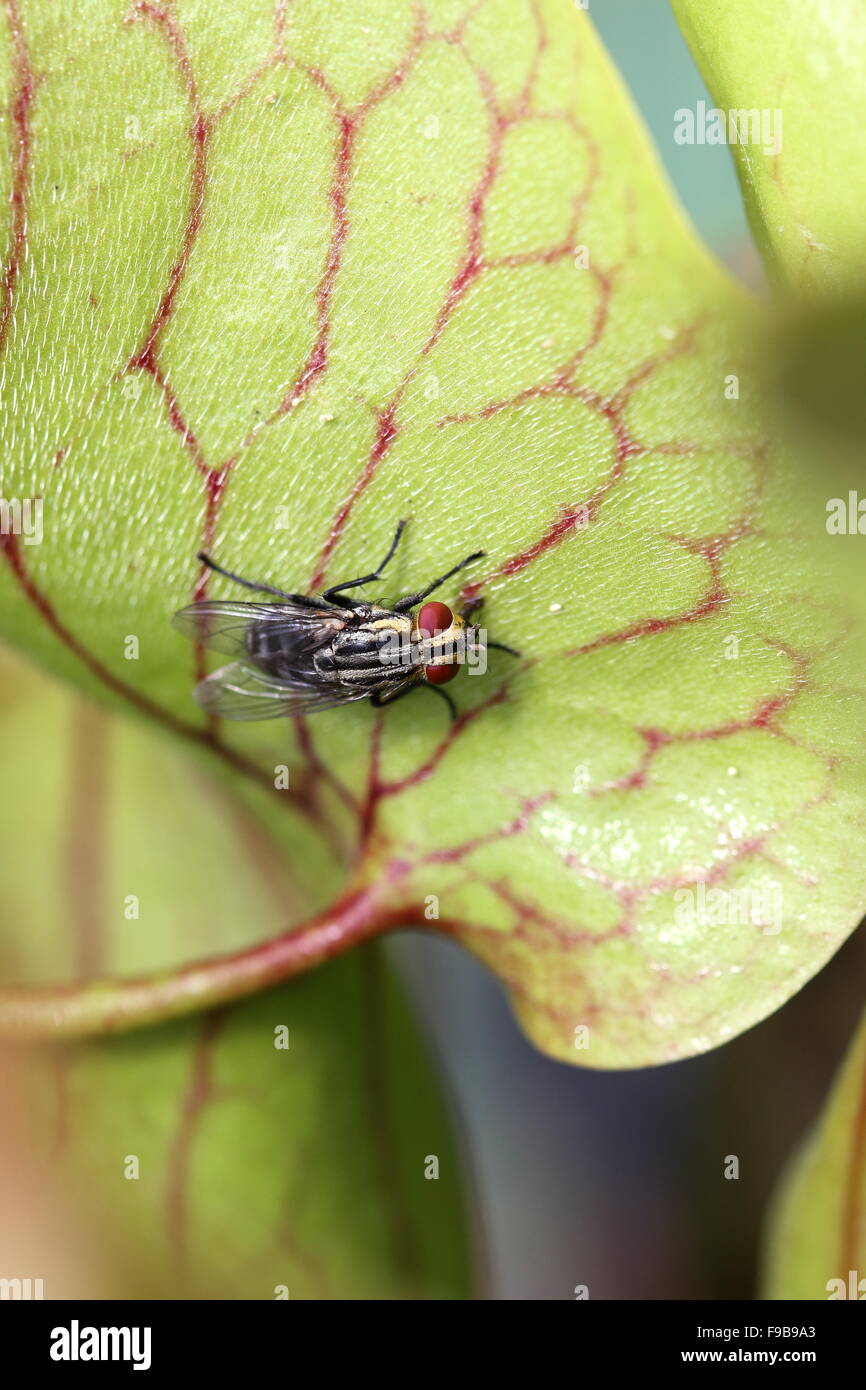 Fly on pitcher plant Stock Photo - Alamy