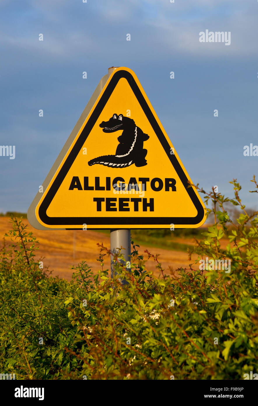 Alligator teeth hi-res stock photography and images - Alamy