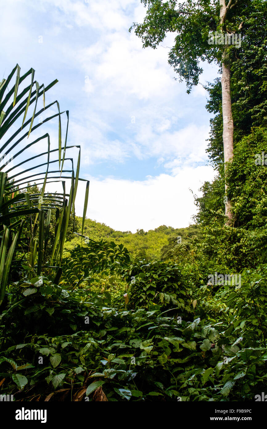 Beautiful rain forest Stock Photo - Alamy