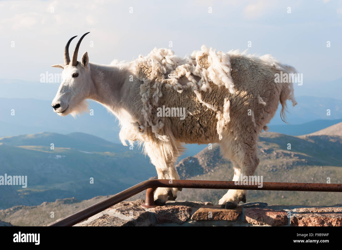 Wild goat in stone mountains hi-res stock photography and images - Alamy