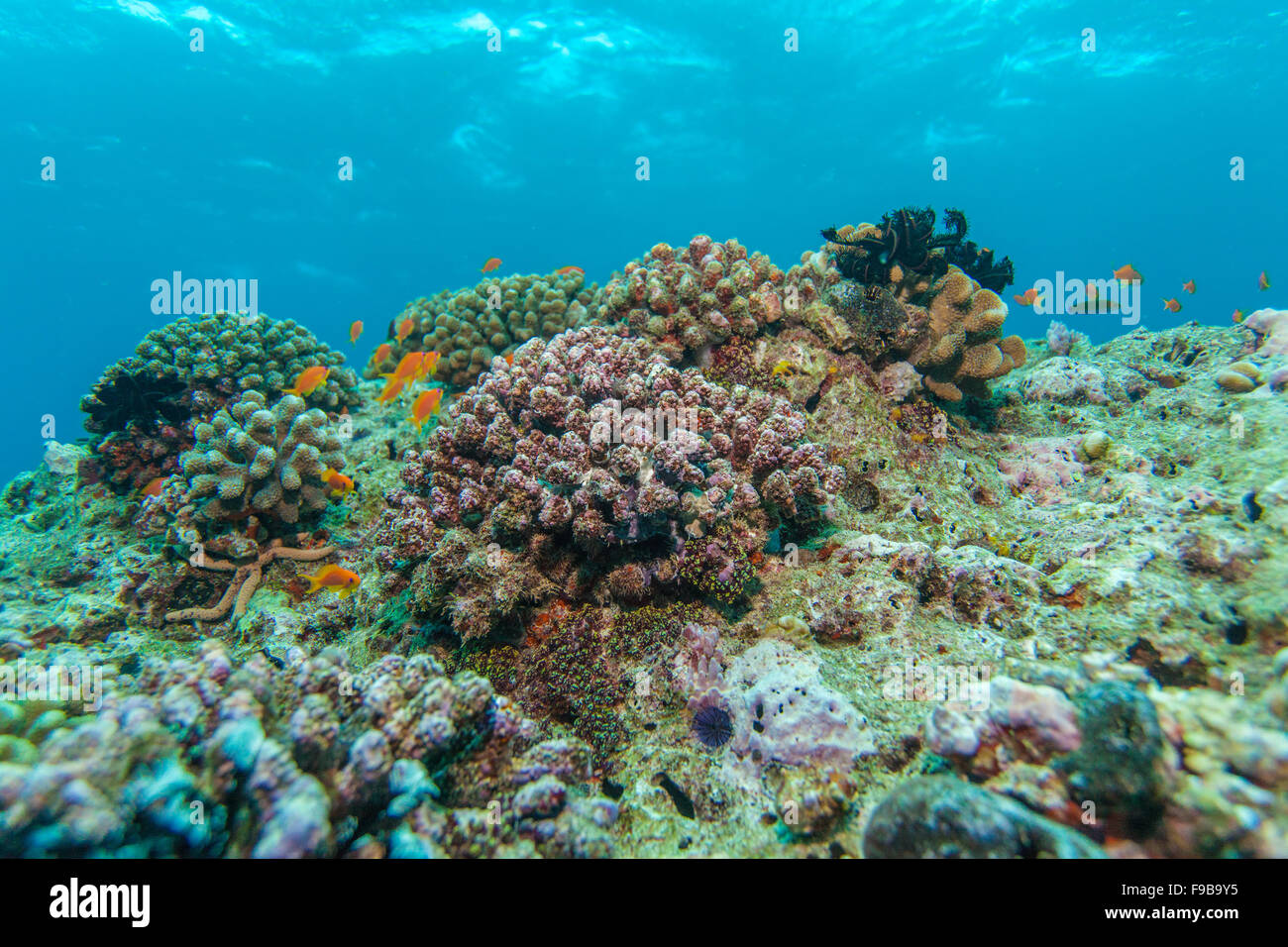 Shallow Water Coral Reef, Maldives Stock Photo - Alamy