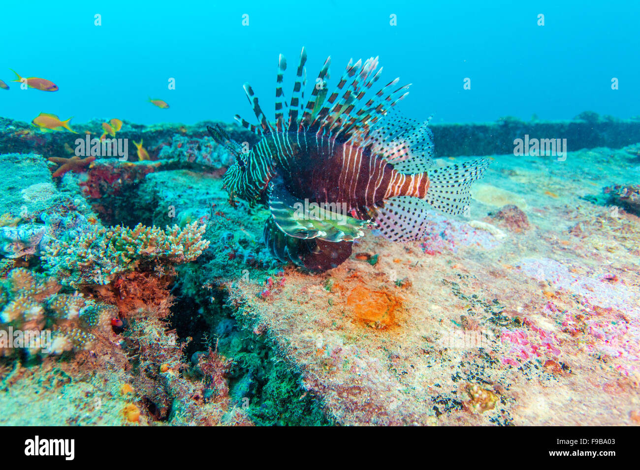 Devil firefish (Pterois miles) near ship wreck, Maldives Stock Photo ...