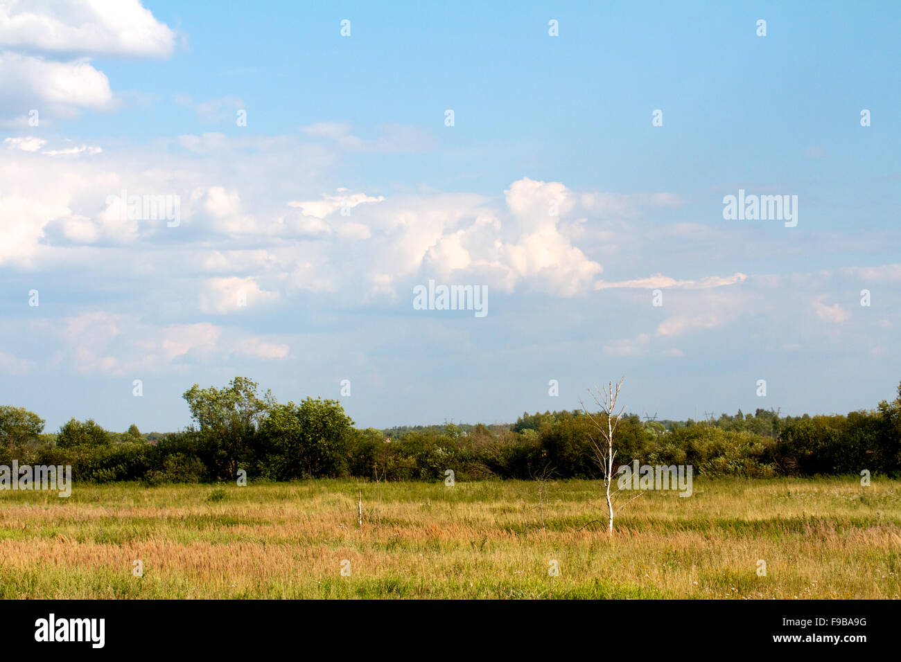 grass valley in forest during summer Stock Photo - Alamy