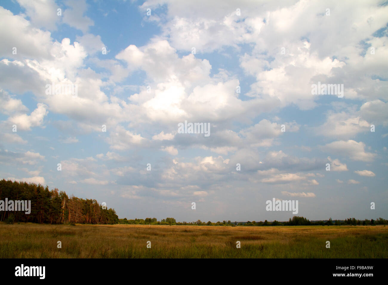 grass valley in forest during summer Stock Photo - Alamy