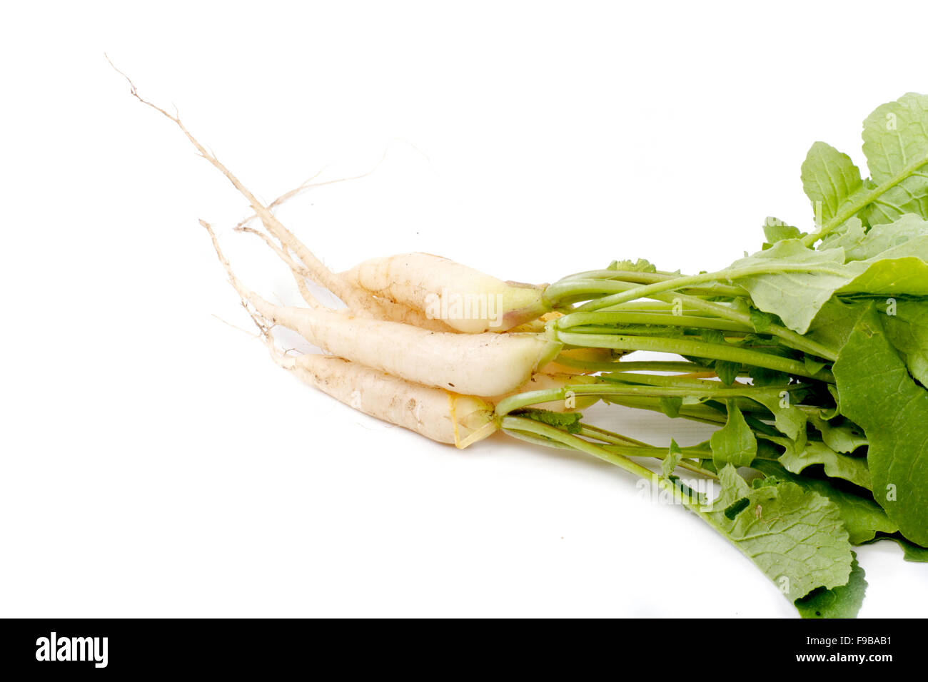 White radish on white background Stock Photo - Alamy