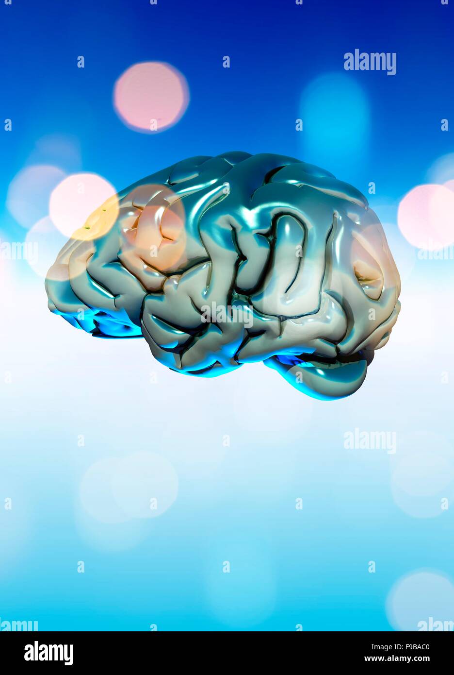 Human brain, computer illustration Stock Photo - Alamy