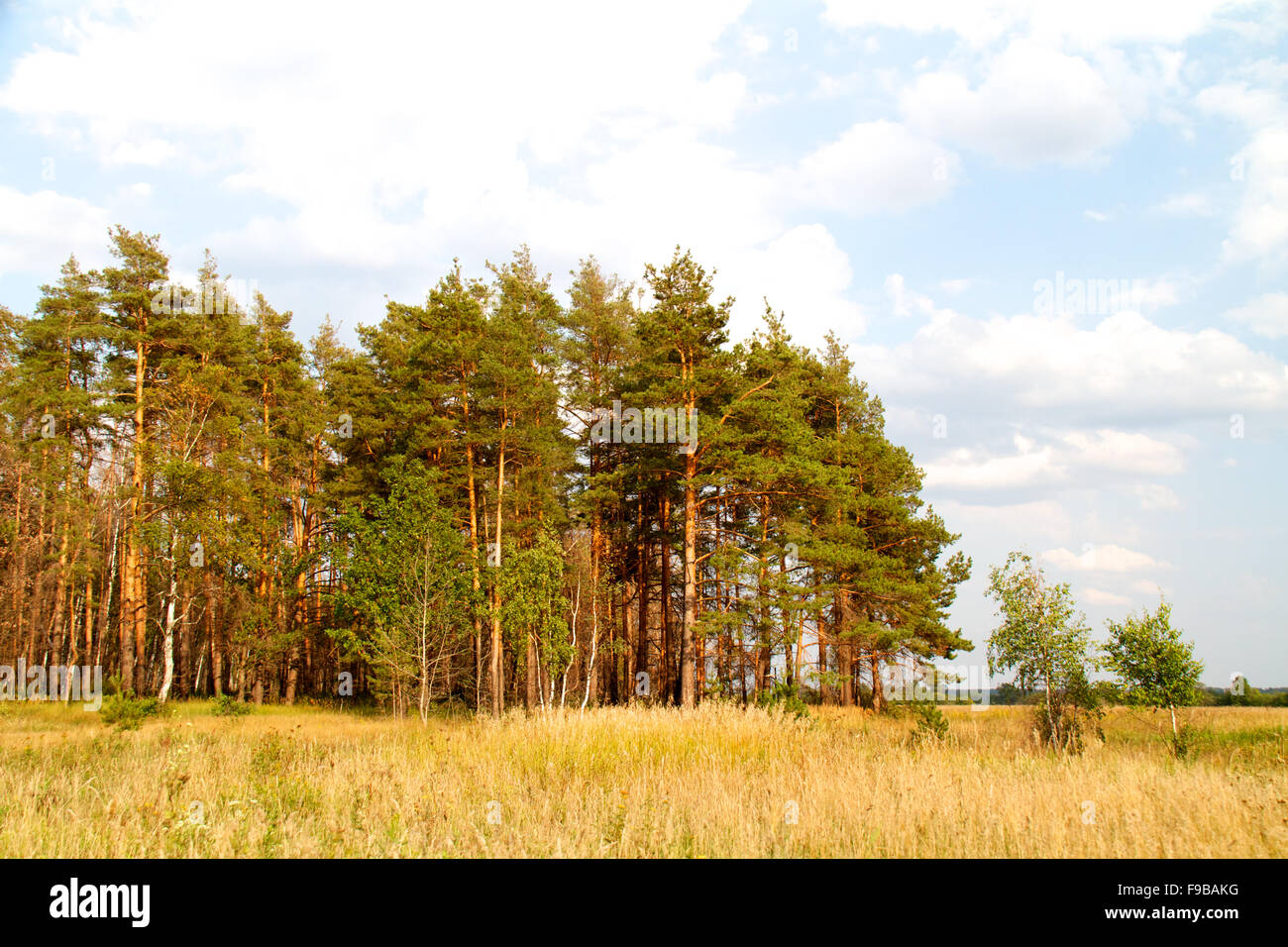 grass valley in forest during summer Stock Photo - Alamy