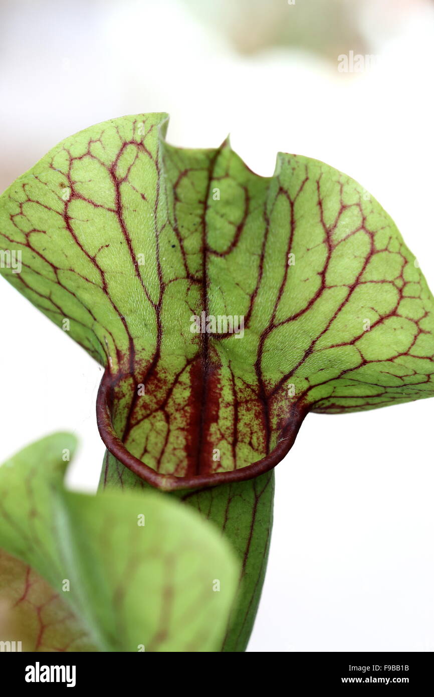 Pitcher plants hi-res stock photography and images - Alamy