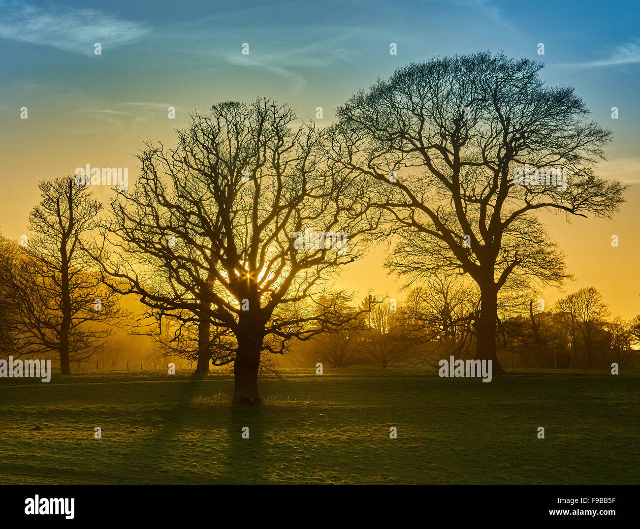Trees in winter in a parkland setting, backlit by the setting sun Stock ...
